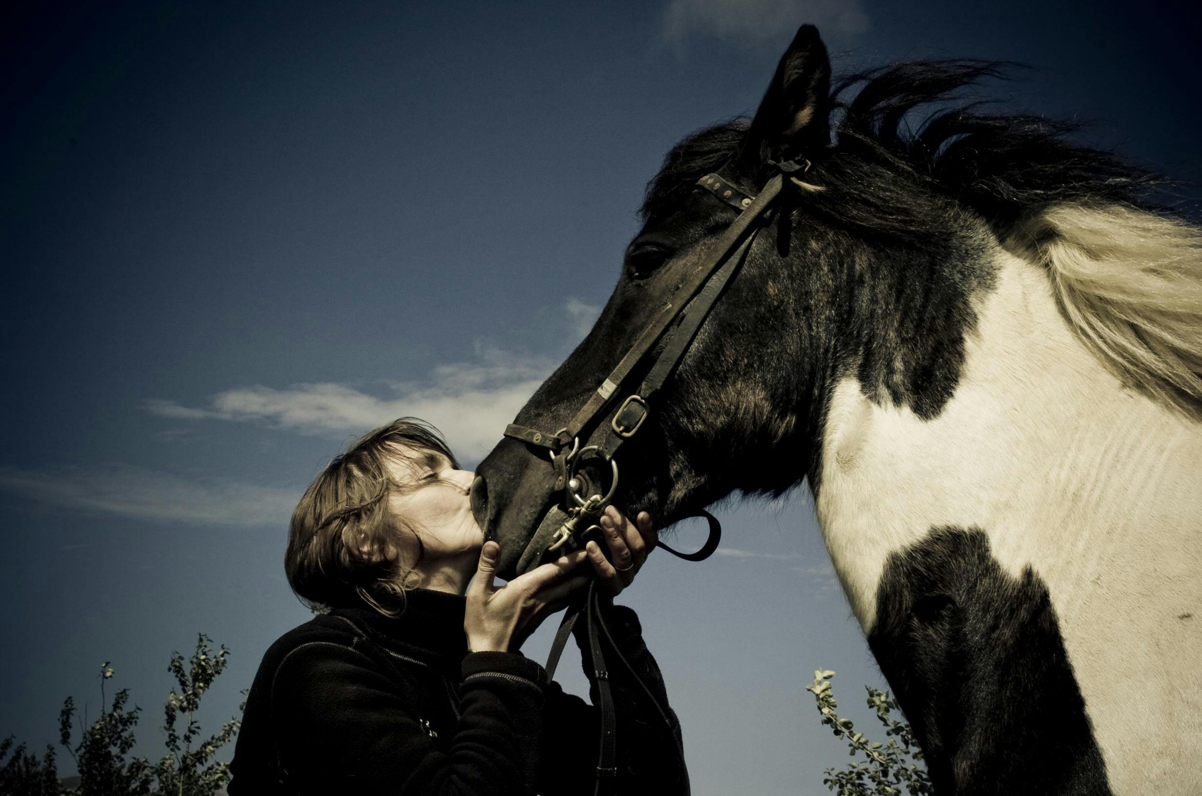 Gray Line Iceland - Golden Circle & Viking Horse Riding Tour